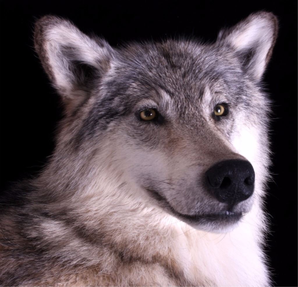 Montana Full Body Timber Wolf Full Body Mount