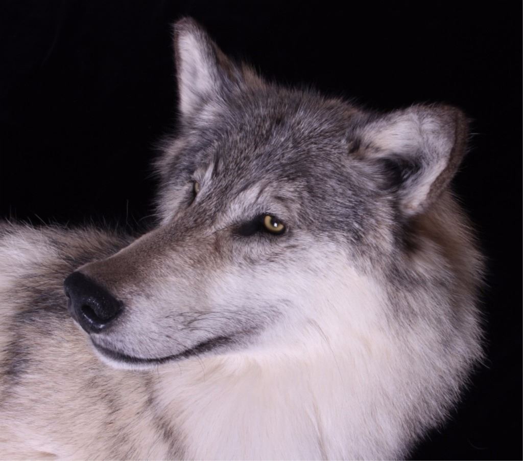 Montana Full Body Timber Wolf Full Body Mount