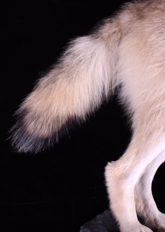 Montana Full Body Timber Wolf Full Body Mount