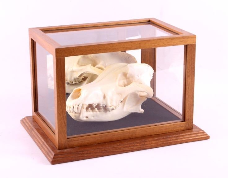 Montana Timber Wolf Skull in Oak Display Case