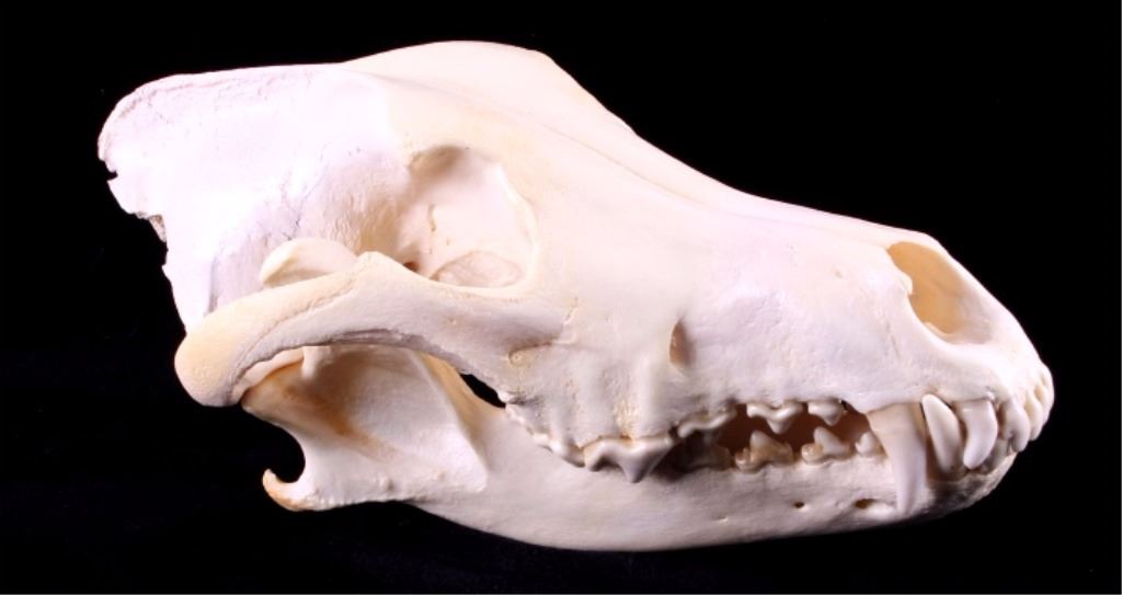 Montana Timber Wolf Skull in Oak Display Case