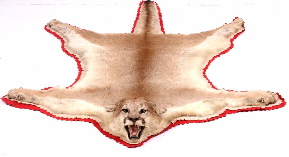 Mountain Lion Trophy Montana Hide Rug