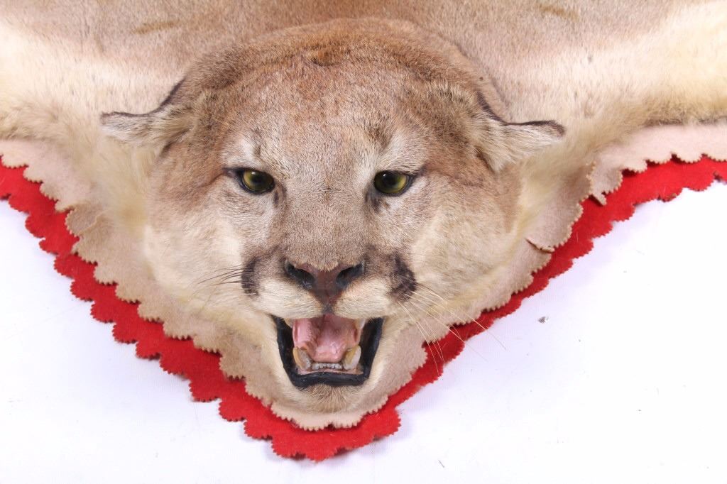 Mountain Lion Trophy Montana Hide Rug