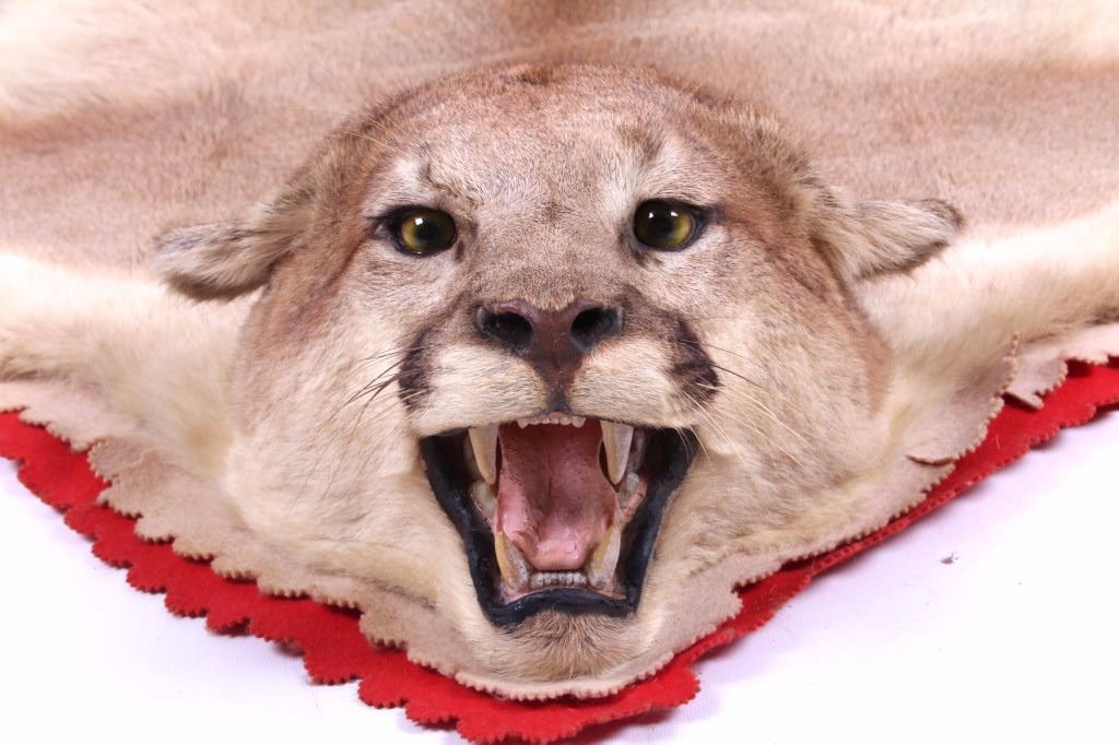 Mountain Lion Trophy Montana Hide Rug