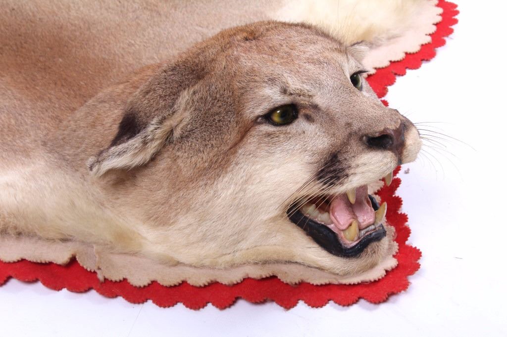 Mountain Lion Trophy Montana Hide Rug