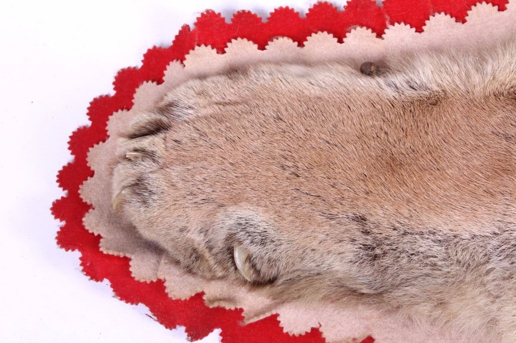 Mountain Lion Trophy Montana Hide Rug