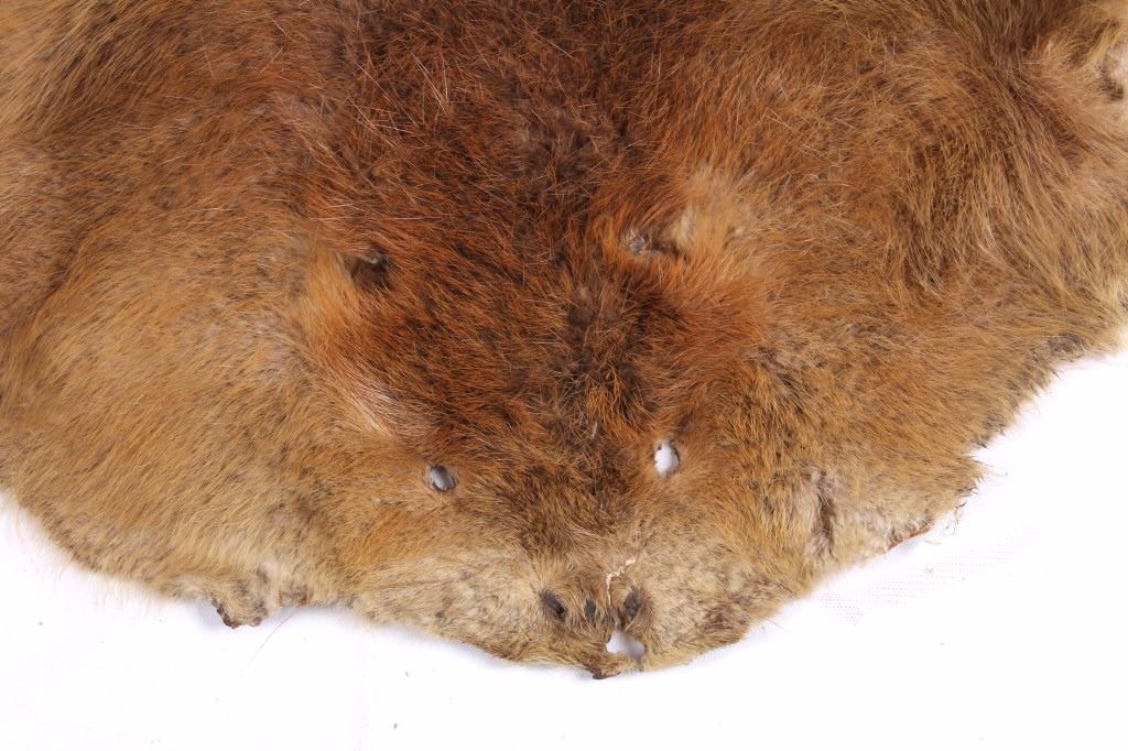 Montana Large Beaver Hide Rug