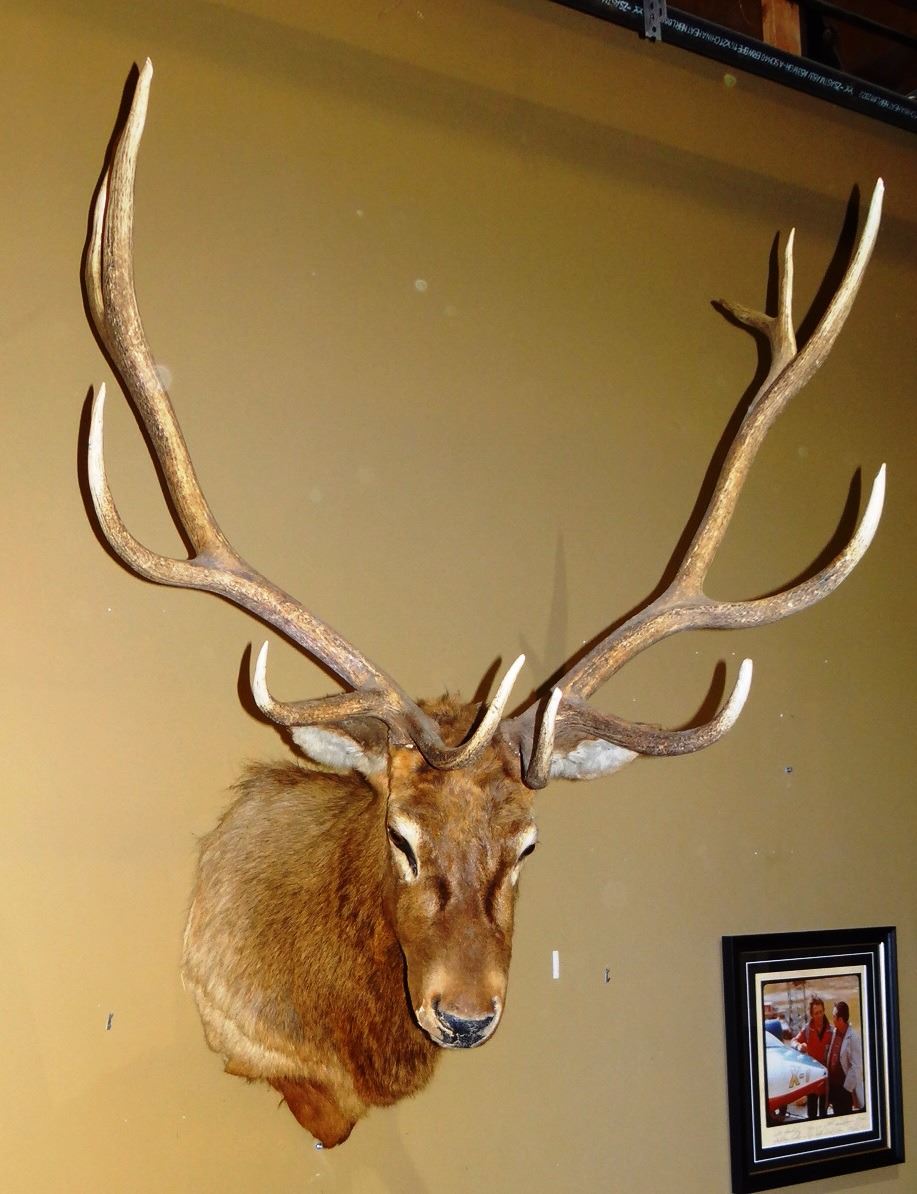 Bull elk, shoulder mount, 6 pt., Rocky Mountain Front