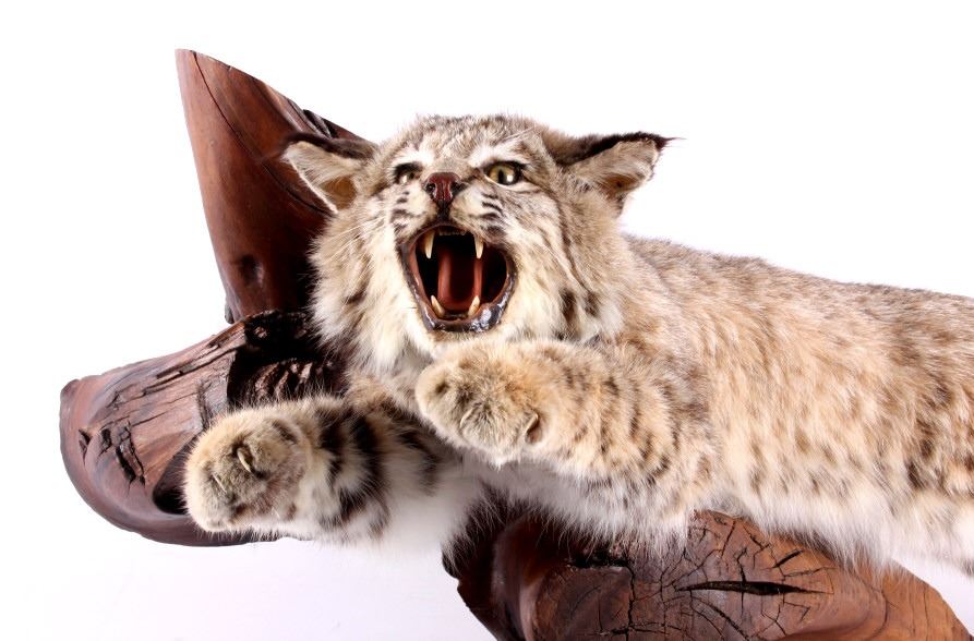 Montana Bobcat Full Body Taxidermy Wall Mount