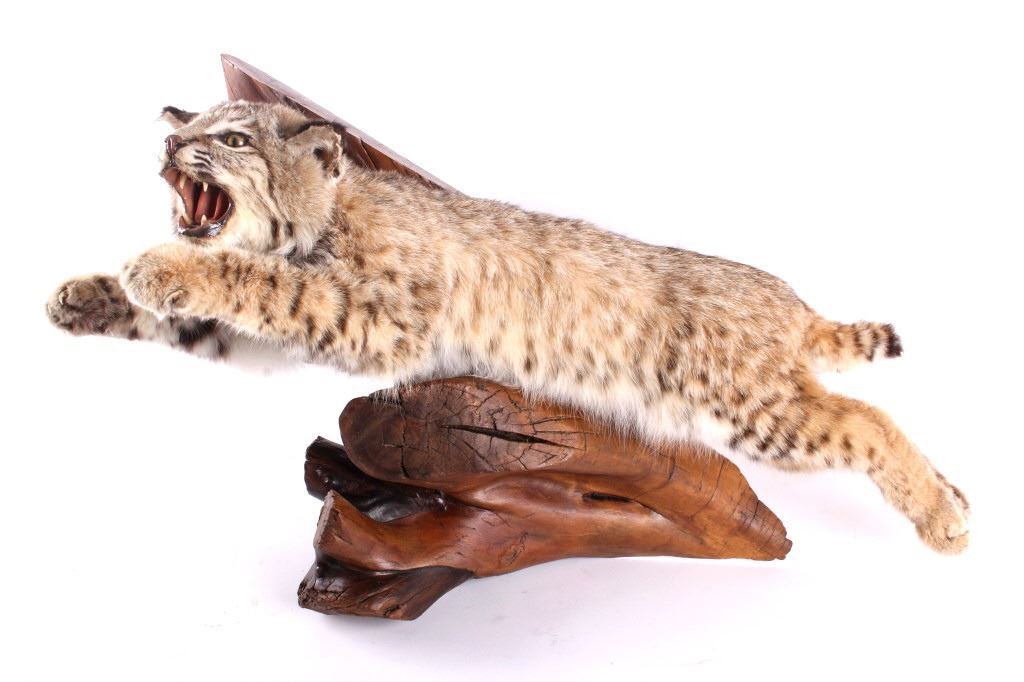 Montana Bobcat Full Body Taxidermy Wall Mount