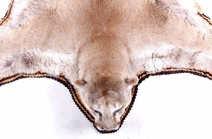 Montana Mountain Lion Taxidermy Rug Mount