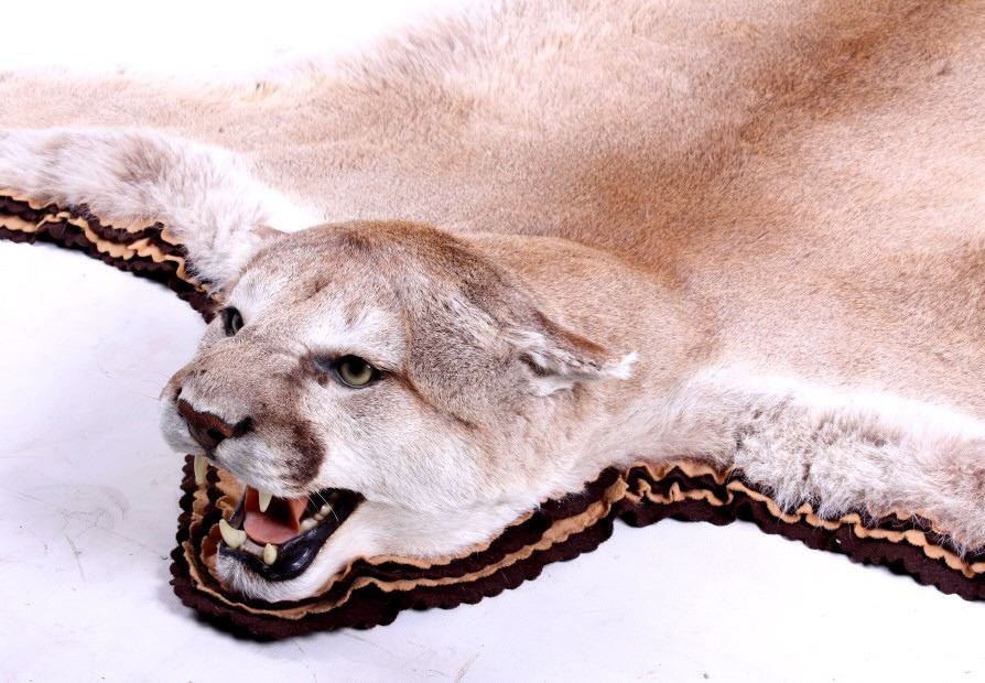 Montana Mountain Lion Taxidermy Rug Mount