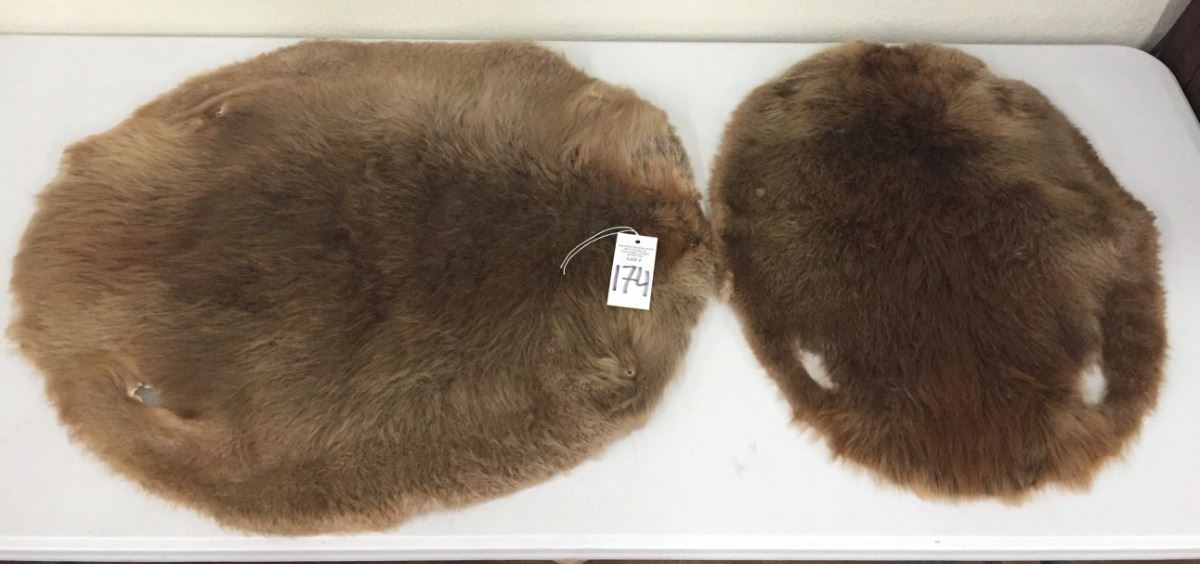 Pair of Beaver Pelts