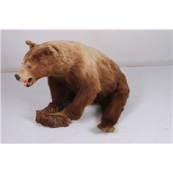 Full Body Brown Bear Taxidermy Mount