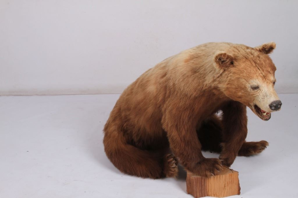Full Body Brown Bear Taxidermy Mount