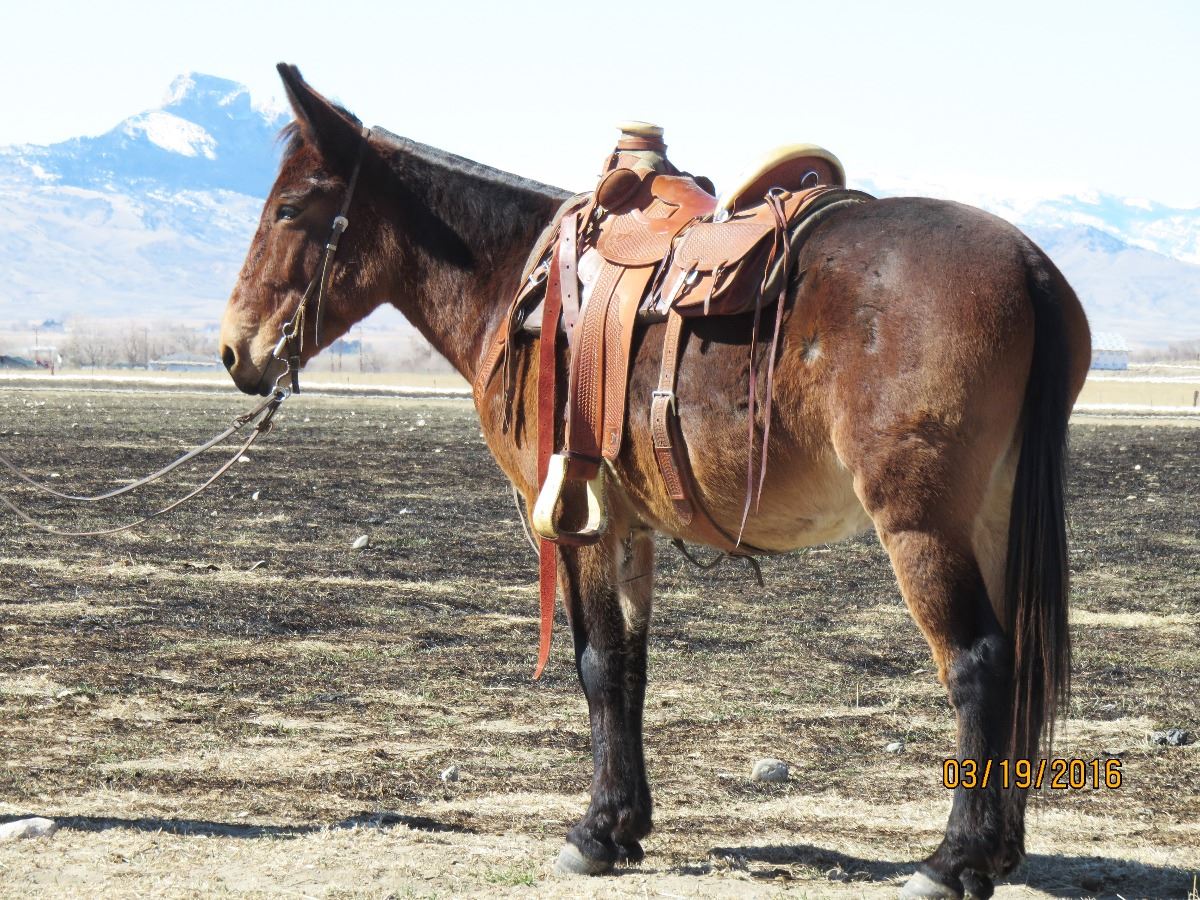 Rosebud, 8-year-old year old Bay Mare Mule consigned by Jake & T.J. Clark