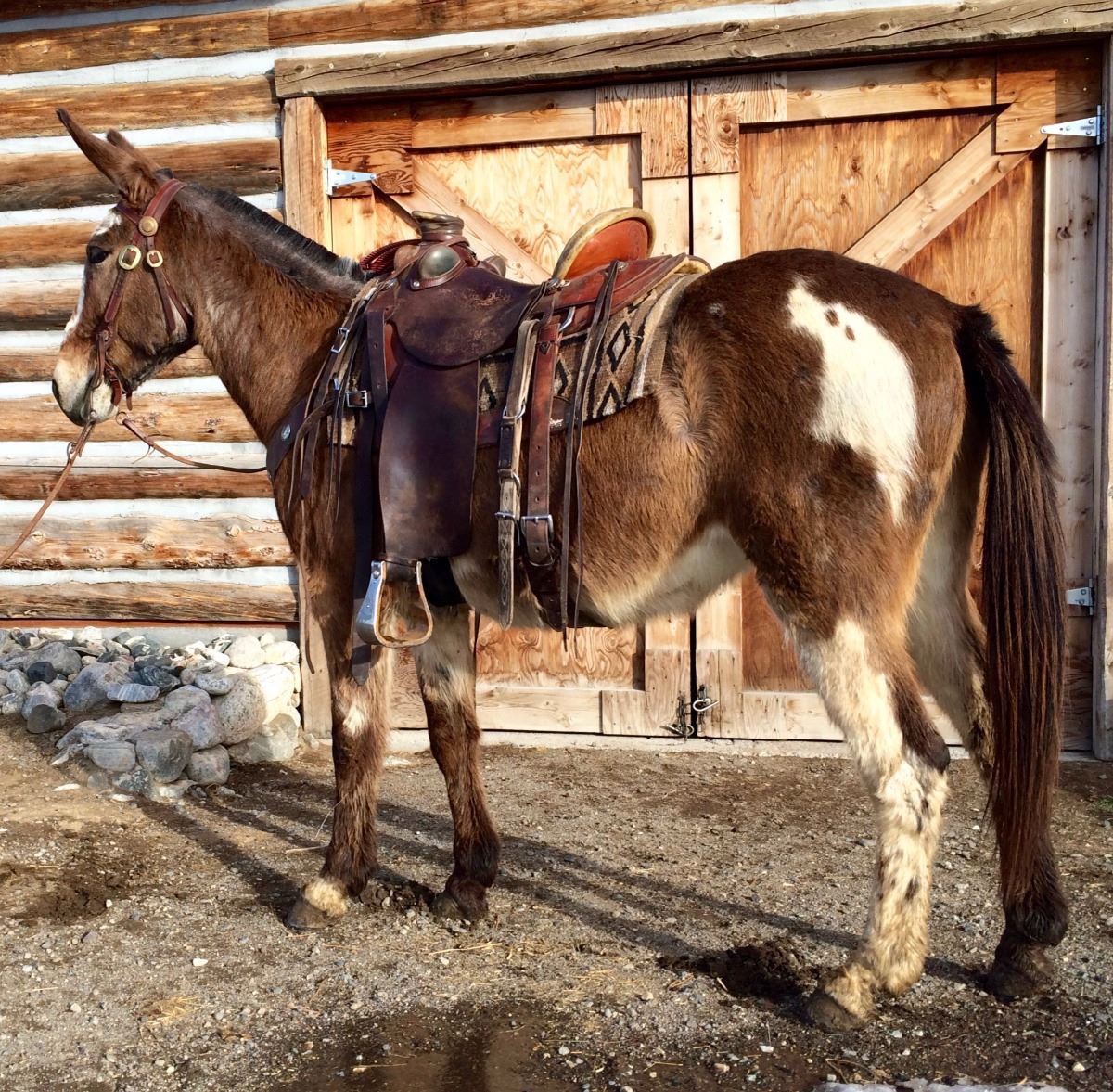 LADYBUG, 7 year old Buckskin Paint Mare Mule consigned by Scott & Sandy ...