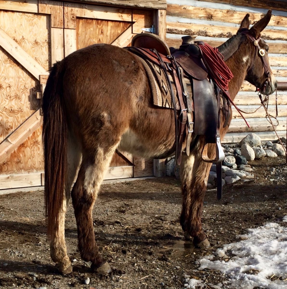 LADYBUG, 7 year old Buckskin Paint Mare Mule consigned by Scott & Sandy ...