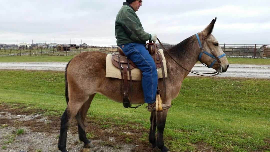 Candy, 9 year old buckskin Mare Mule consigned by Ron Collier