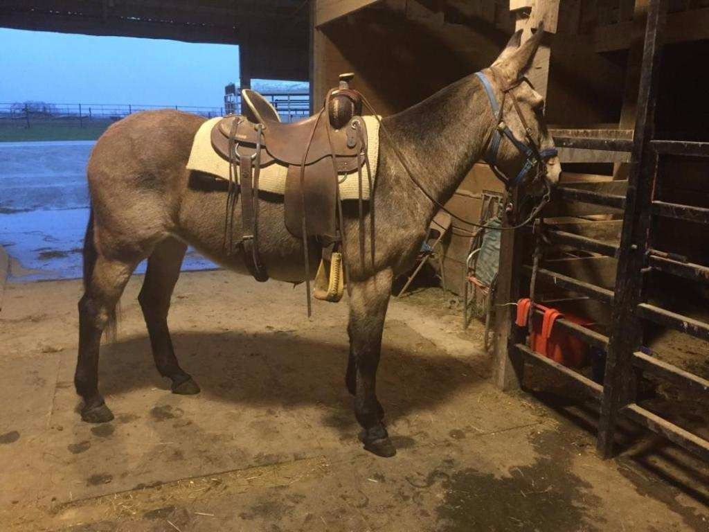 Candy, 9 year old buckskin Mare Mule consigned by Ron Collier
