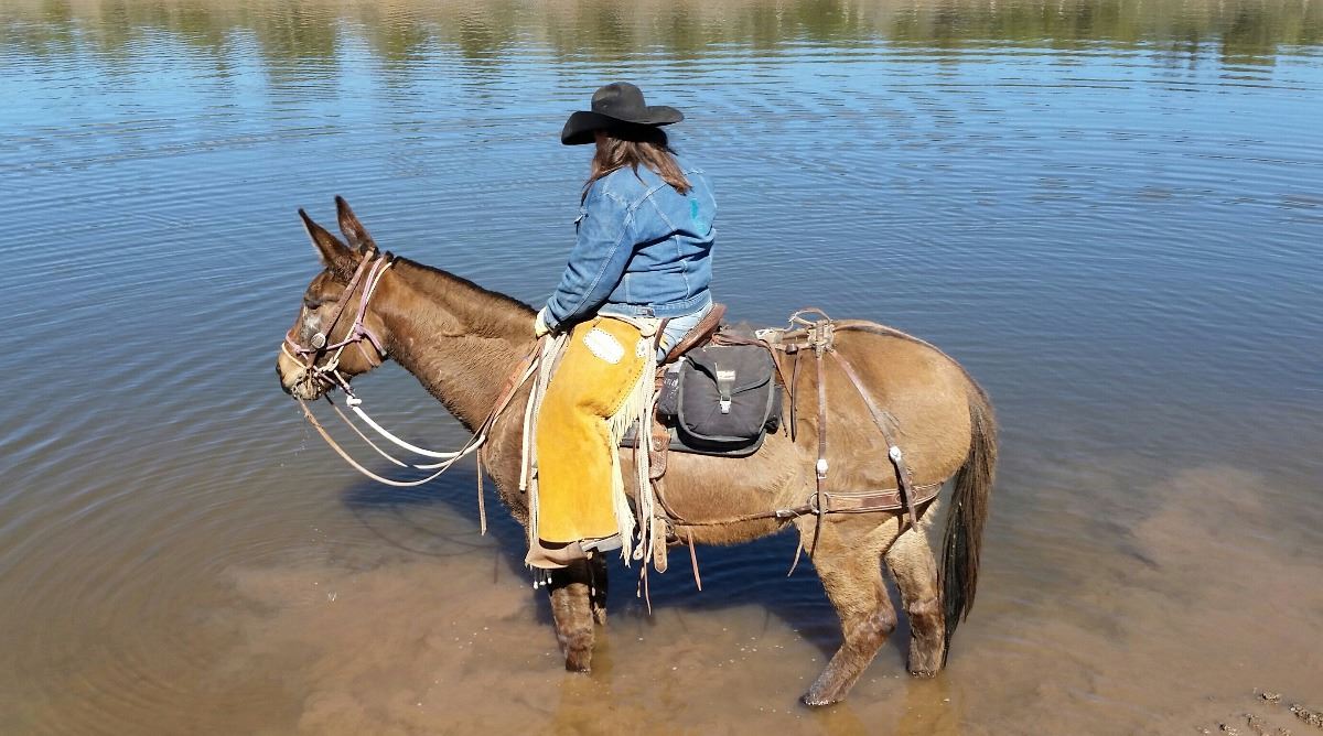 Molly B, 10 year old Brown Dun Mare Mule consigned by Missy Holmes