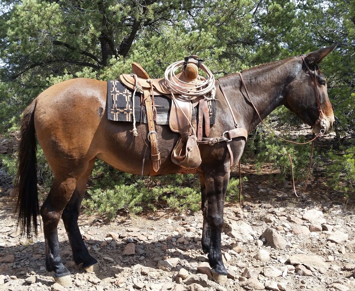 Molly B, 10 year old Brown Dun Mare Mule consigned by Missy Holmes