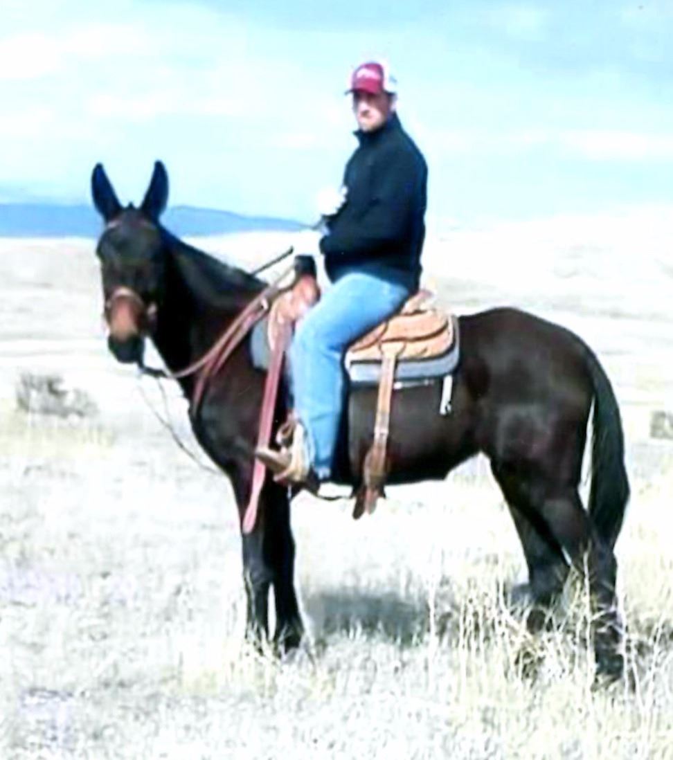 Olive, 10-years-old year old Bay Mare Mule consigned by Levi King