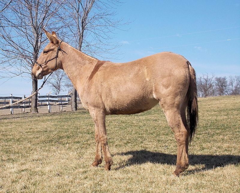 June, 8 year old Dun Mare Mule