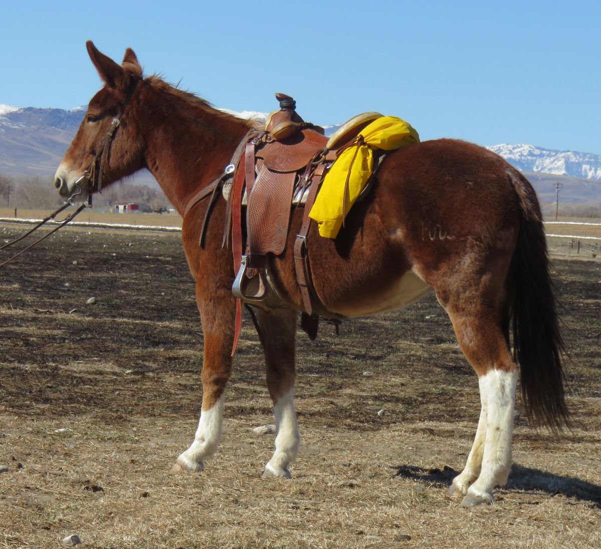 Margarita, 8 year old sorrel with flax mane and tail, stocking legs ...