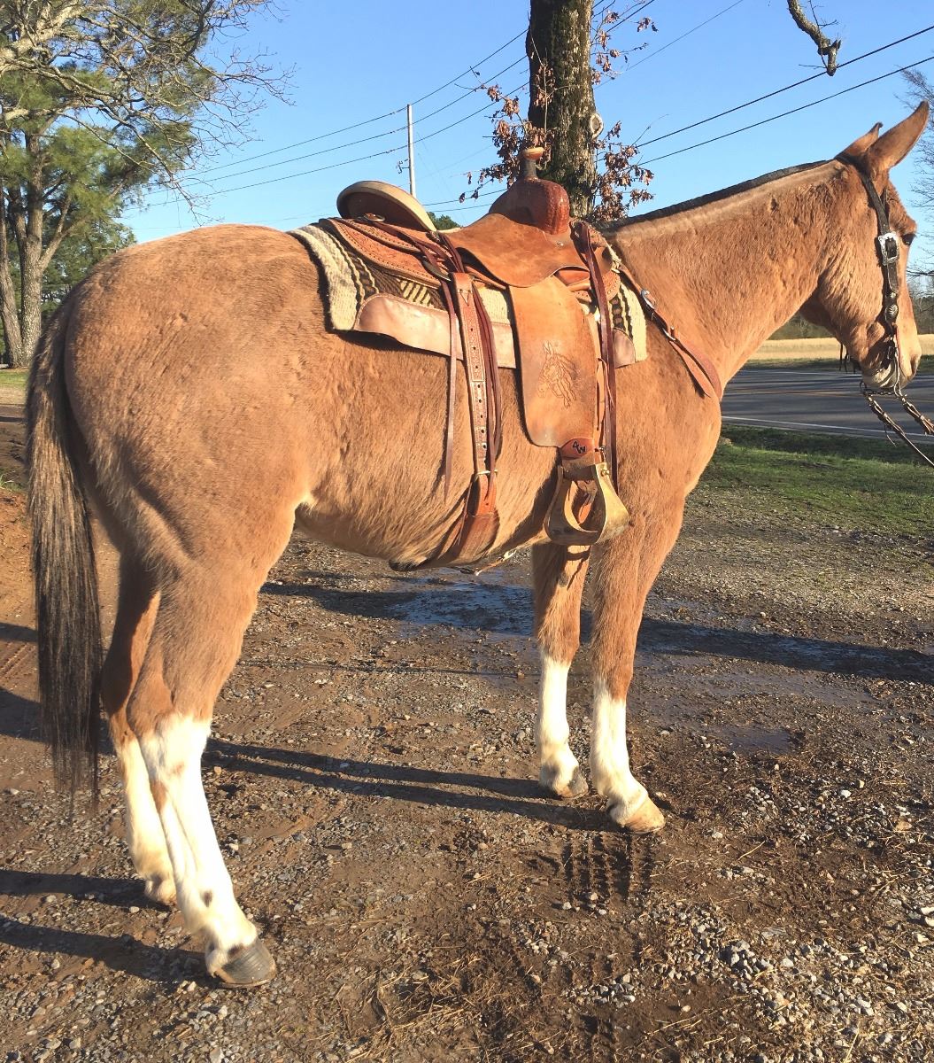 Buck, 9 year old Buckskin Dunn Horse Mule