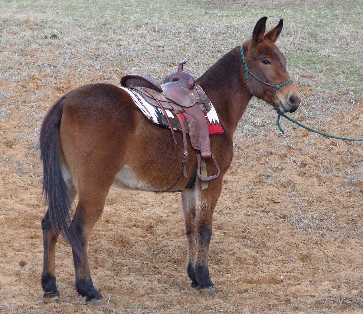Dually, 9 year old Bay Horse Mule