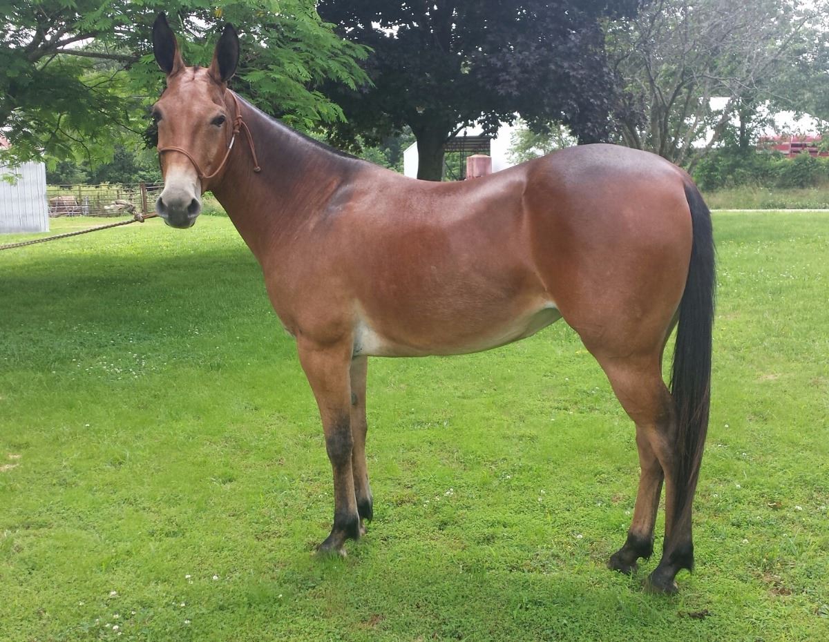 Miss Kitty Wells, 10 year old Bay Mare Mule