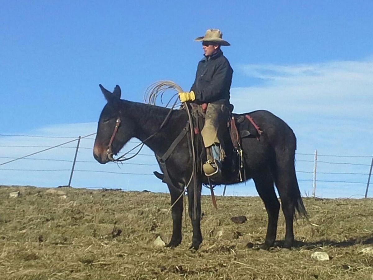 Thelma, 12 year old Blue Roan Mare Mule