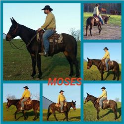 MOSES, 8 year old Black w/ light muzzle/flank Horse Mule
