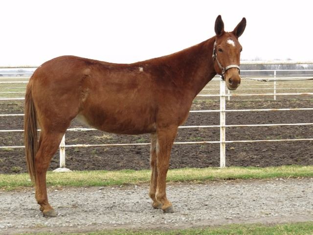 Jill, 8 year old cherry sorrel Mare Mule