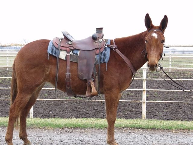 Jill, 8 year old cherry sorrel Mare Mule