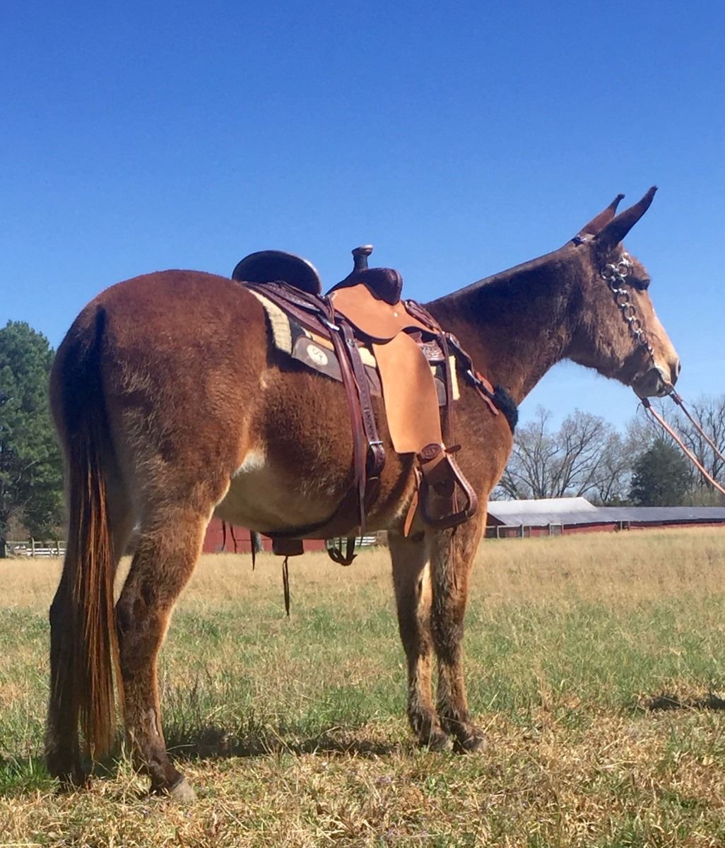 Ann, 8 year old Buckskin Mare Mule