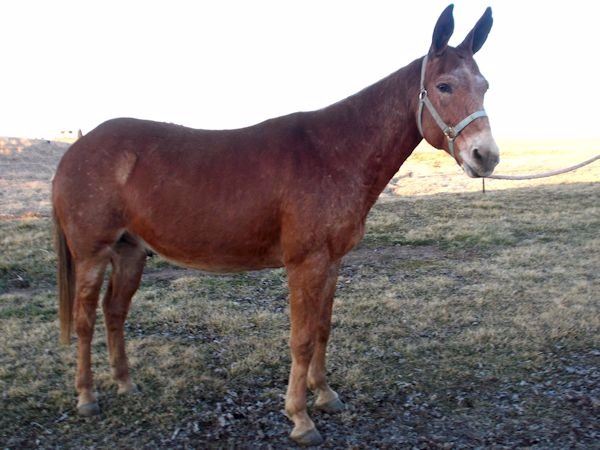 Remington, 12 year old Red Roan Horse Mule