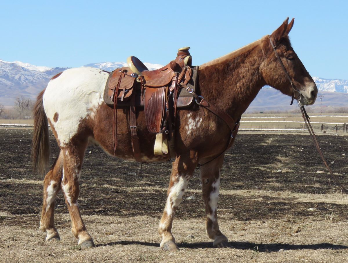 Kawliga, 6 year old Sorrel Appaloosa with nice white spotted blanket ...