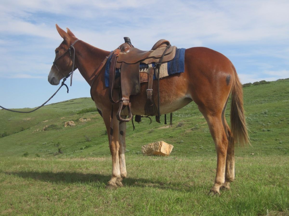 Jolene, 5 year old Sorrel Mare Mule