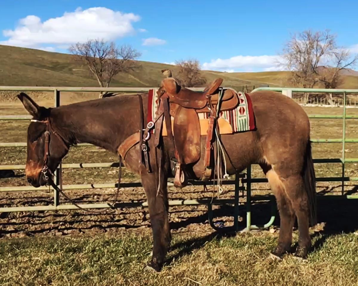 Macy, 6 year old Grulla Roan Mare Mule