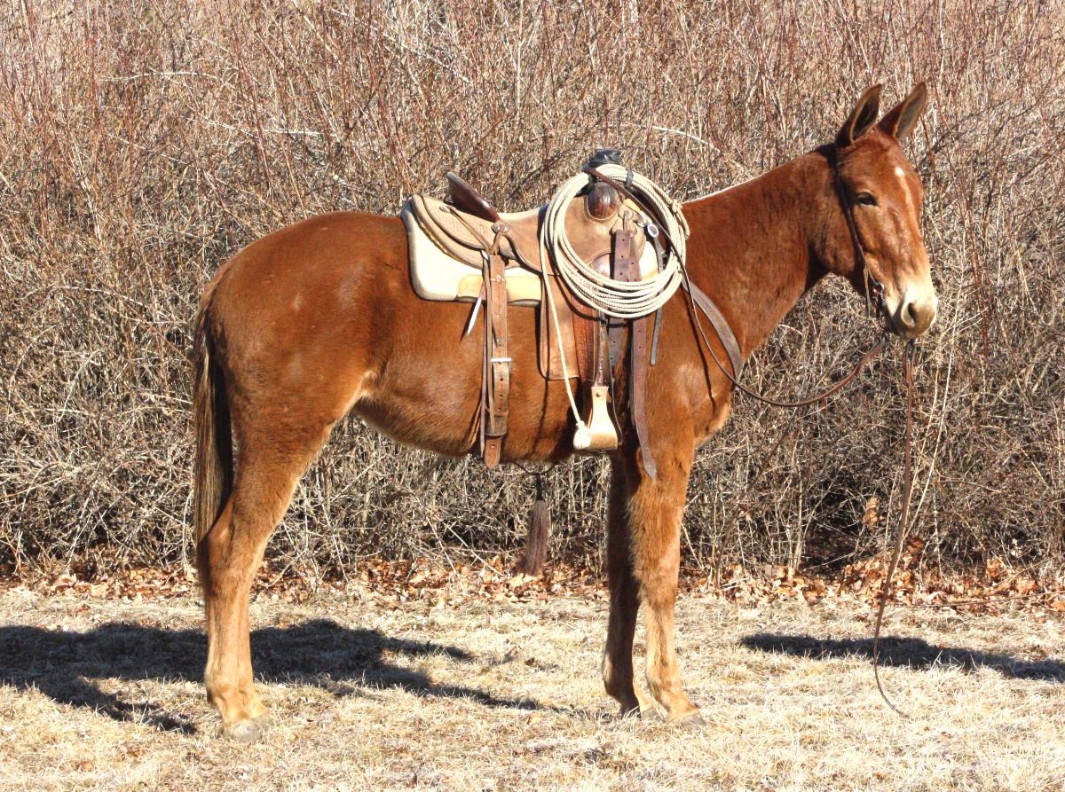 PairADice's Holly, 6 year old Red Roan Mare Mule