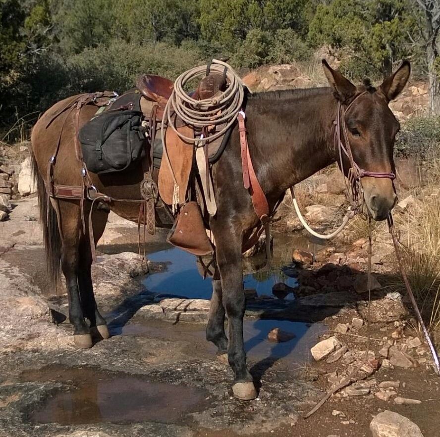 Barney, 8 year old Brown Dun Horse Mule