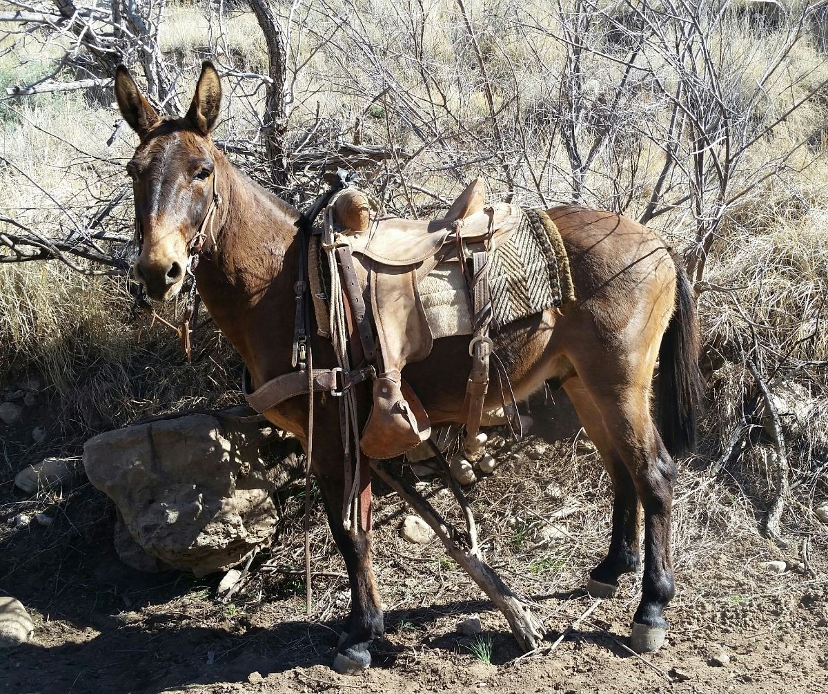 Barney, 8 year old Brown Dun Horse Mule