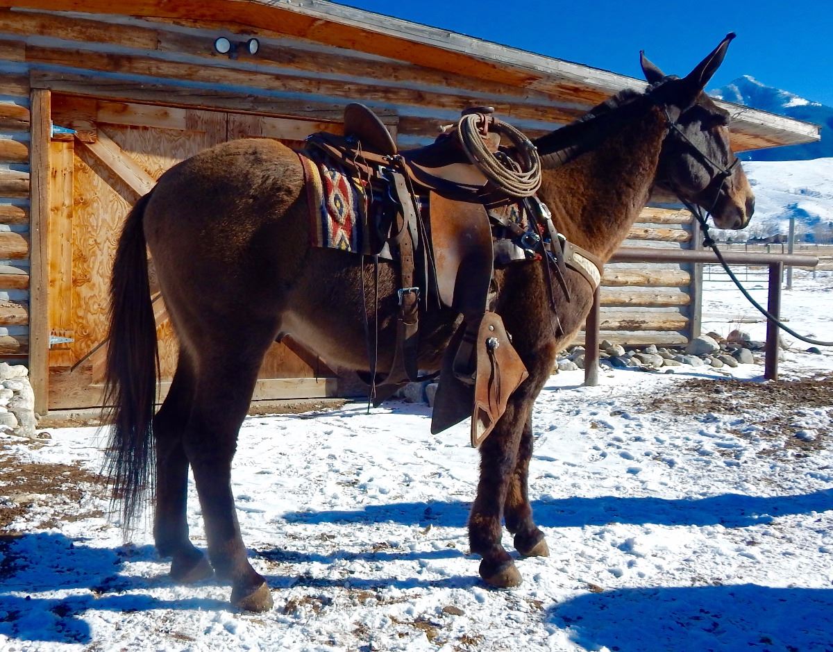 ISAAC NEWTON, 12 year old GRULLA Horse Mule