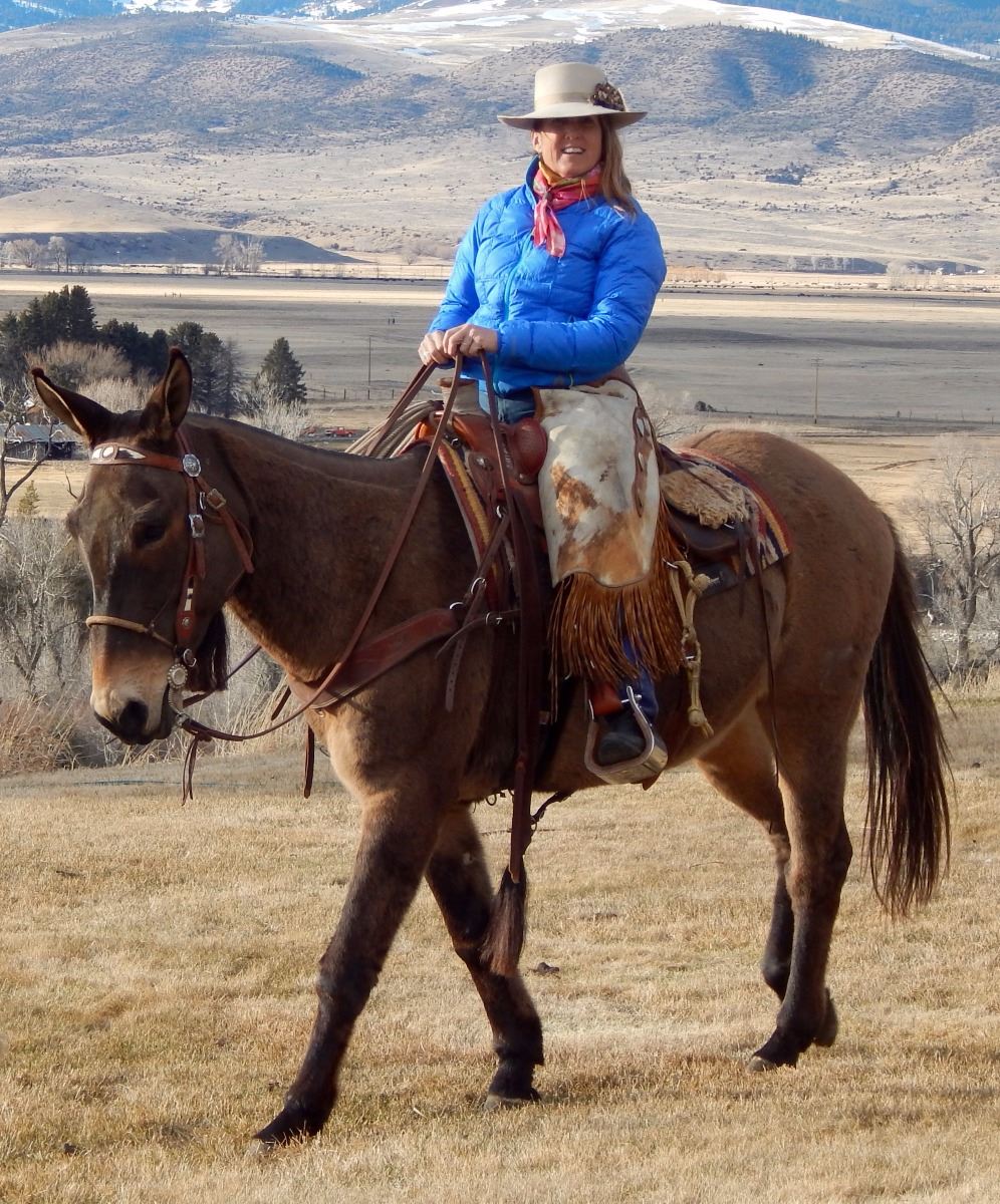 ISAAC NEWTON, 12 year old GRULLA Horse Mule