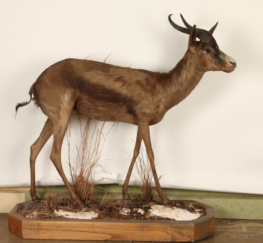 Full Mount Spring Buck