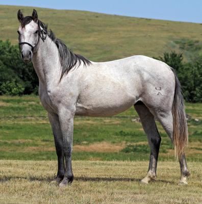 Flit Dr Hardwood - 2014 Gray Roan AQHA Stallion