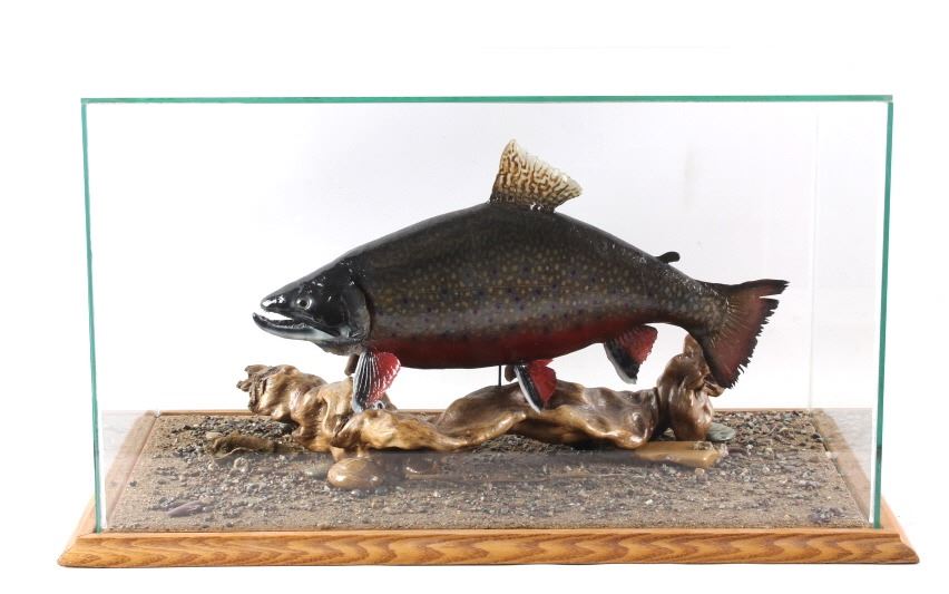 Montana Brook Trout Taxidermy Mount