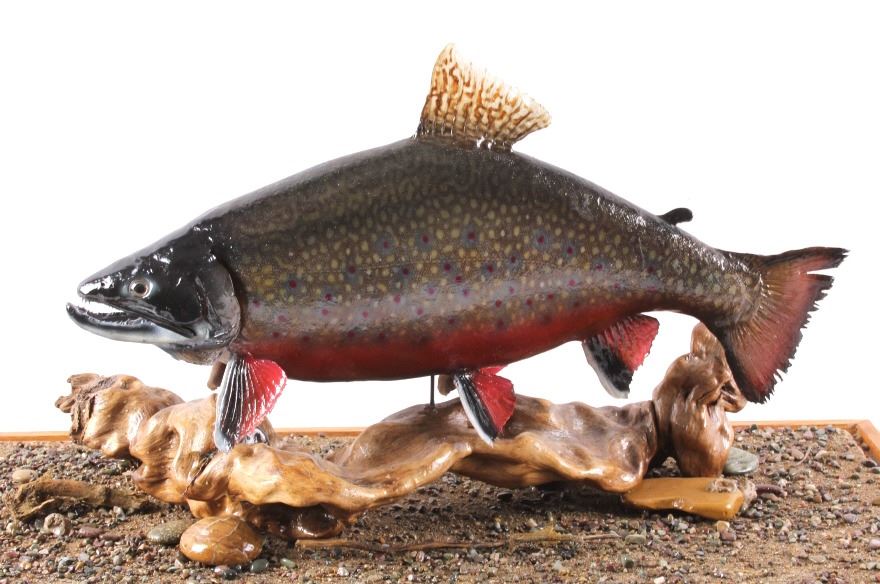 Montana Brook Trout Taxidermy Mount